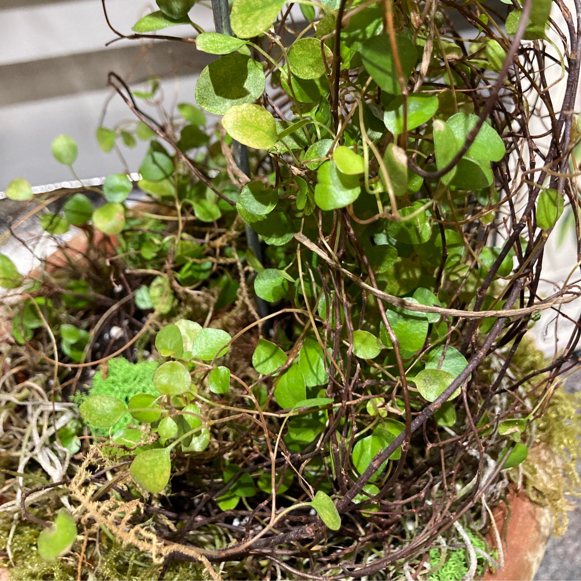 angel-vine-houseplant | Samantha Nass Floral Design - Florist in ...